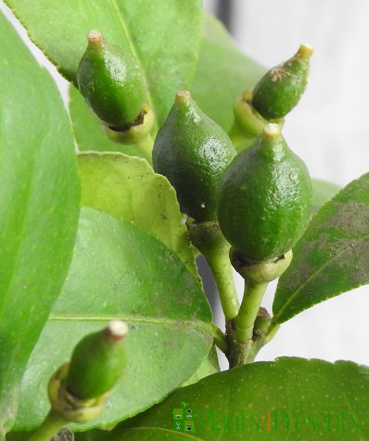 Lemon Bushes | Grow your own lemons with these windowsill gifts