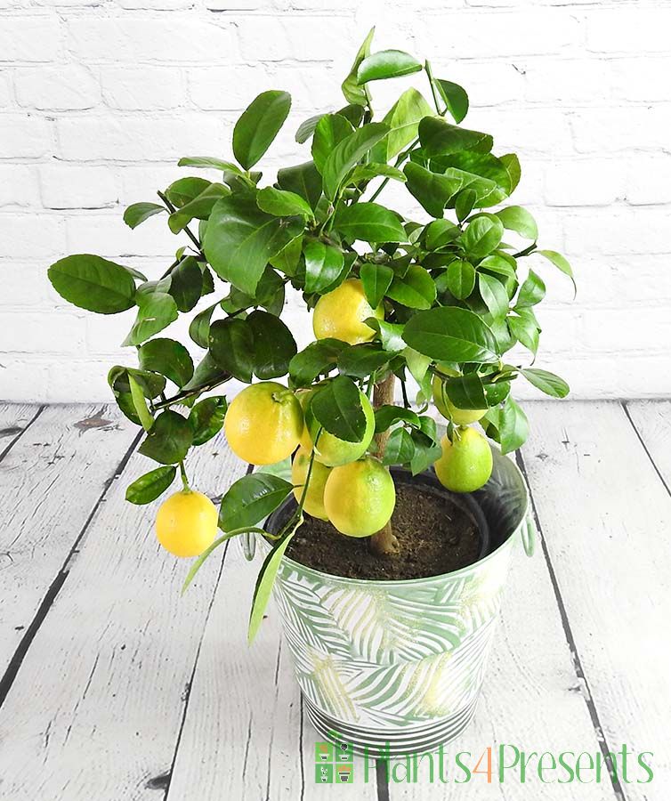Large Lemon Meyer | Send specialist citrus trees as gifts