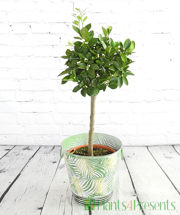 Lemon Pursha trees gift wrapped with fast delivery