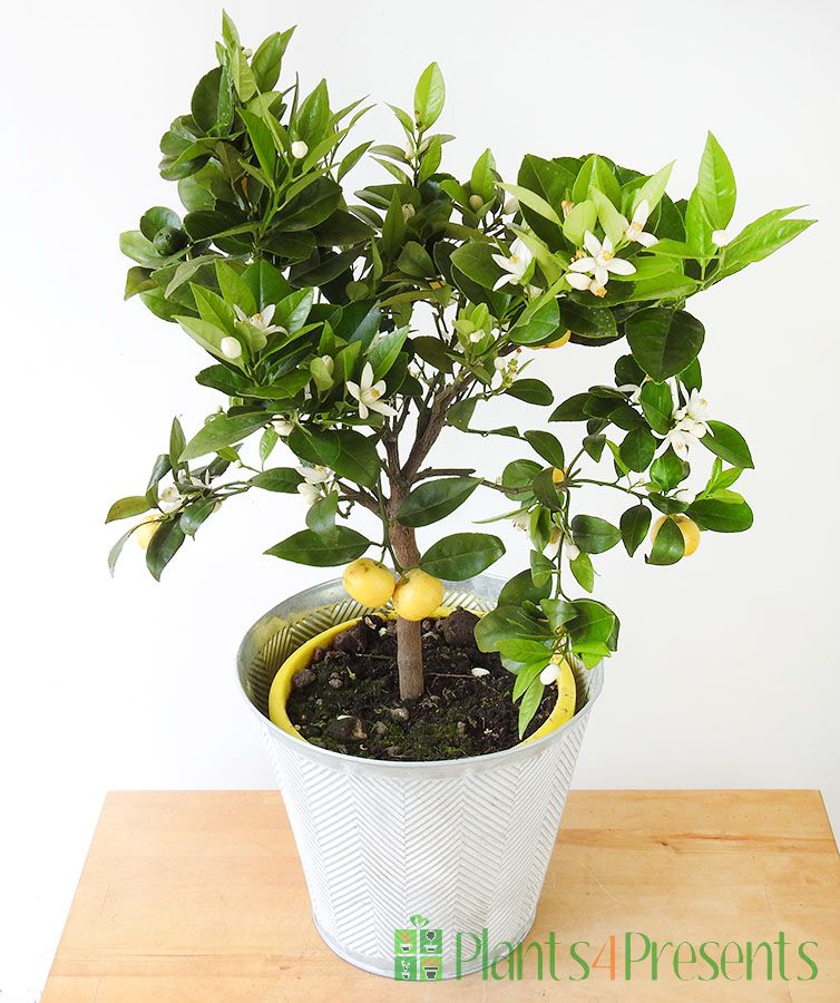 Lemon Pursha trees gift wrapped with fast delivery