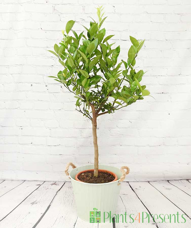 Lemon Pursha trees gift wrapped with fast delivery