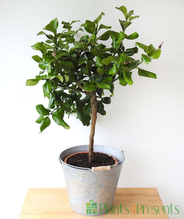 Lemon Trees - Fruiting Lemon Tree | Plants4Presents