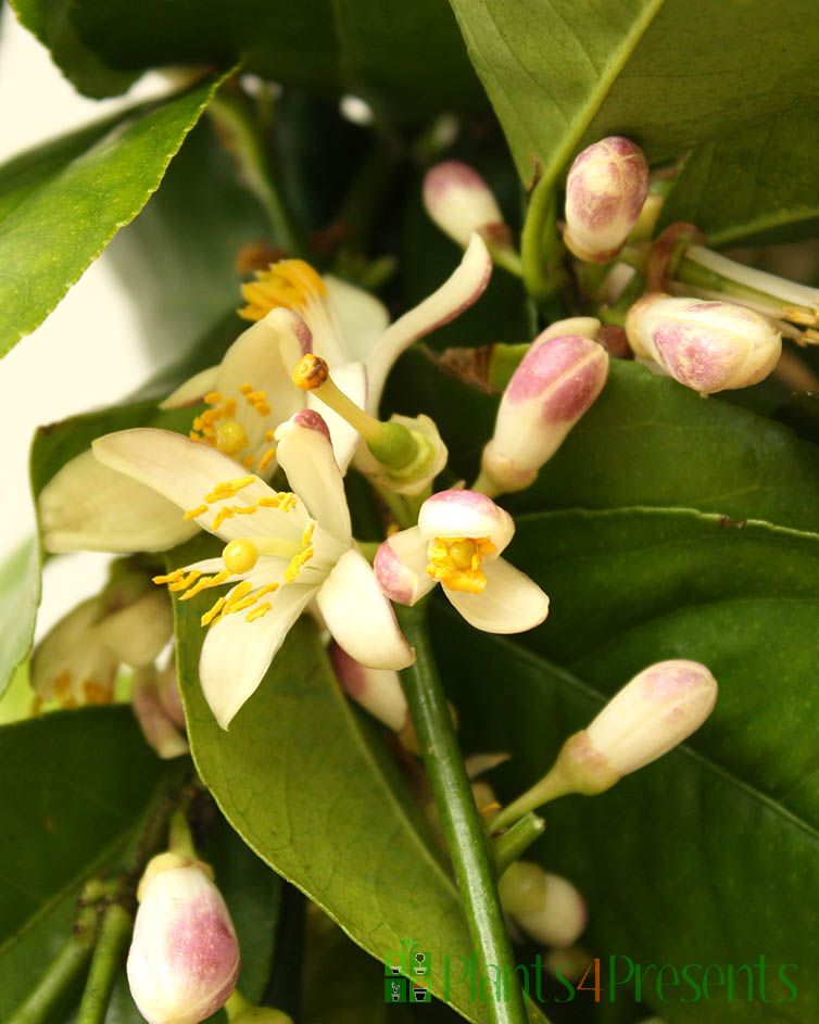 Lemon Trellis | Citrus plants delivered as gifts