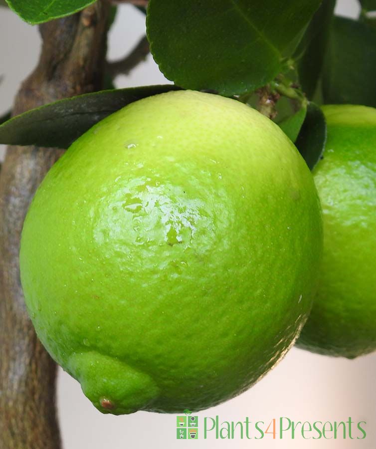 Lime Trees | Send large lime trees as gifts, fast Delivery