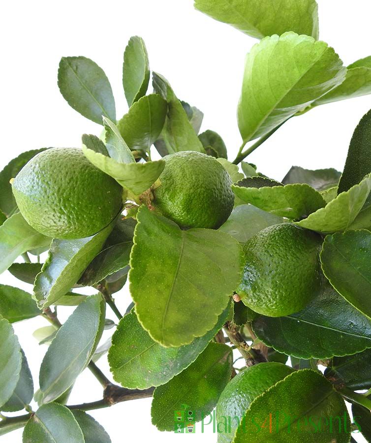 Medium Lime Bushes delivered as gifts across the UK