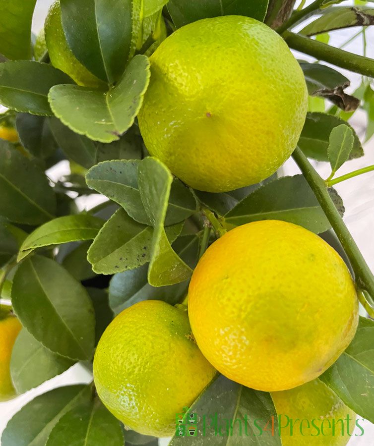 Red Lime Rangpur Plants | Send unusual citrus plant gifts