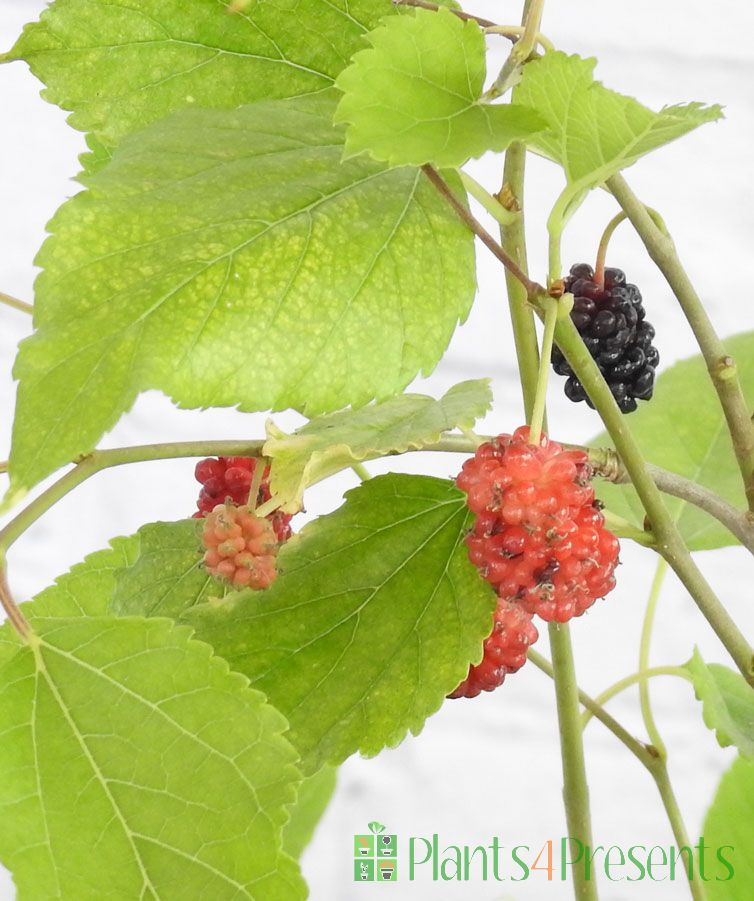 Young Dwarf Mulberry