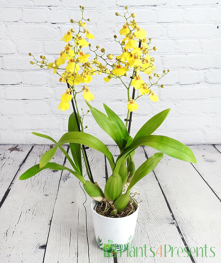 Yellow Dancing Lady Orchids make great gifts