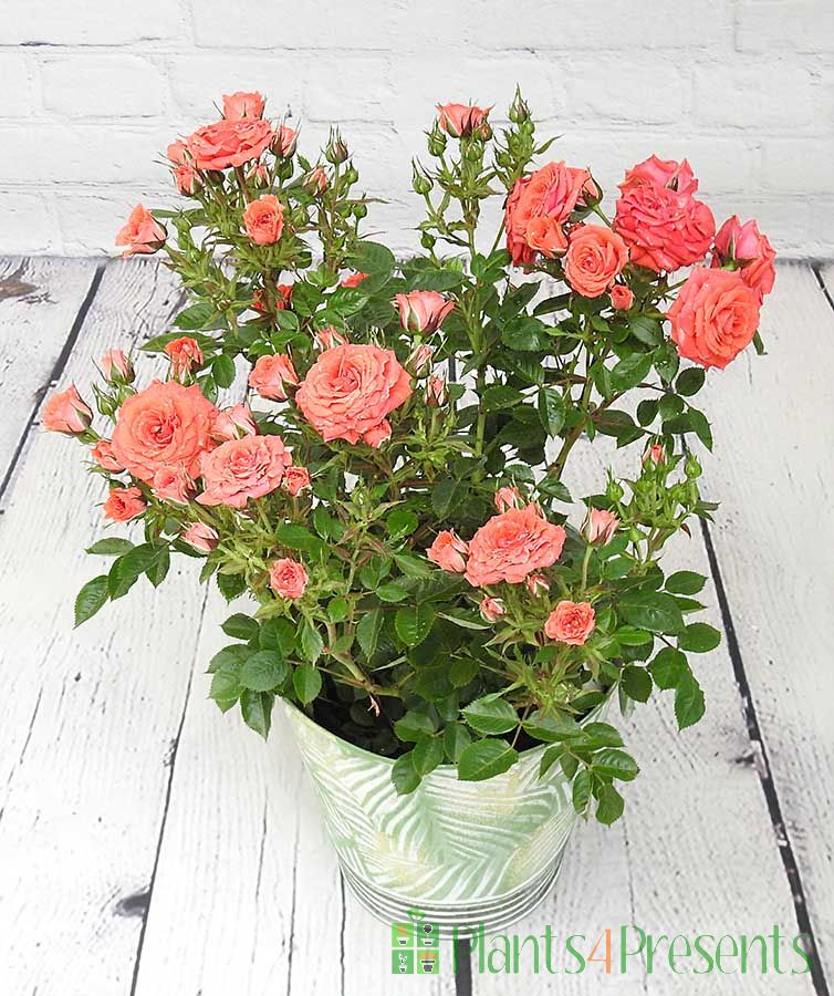 Rose bushes gift wrapped and delivered as birthday gifts