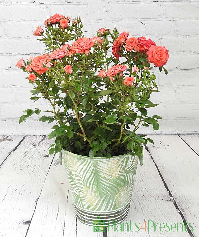 Rose bushes gift wrapped and delivered as birthday gifts