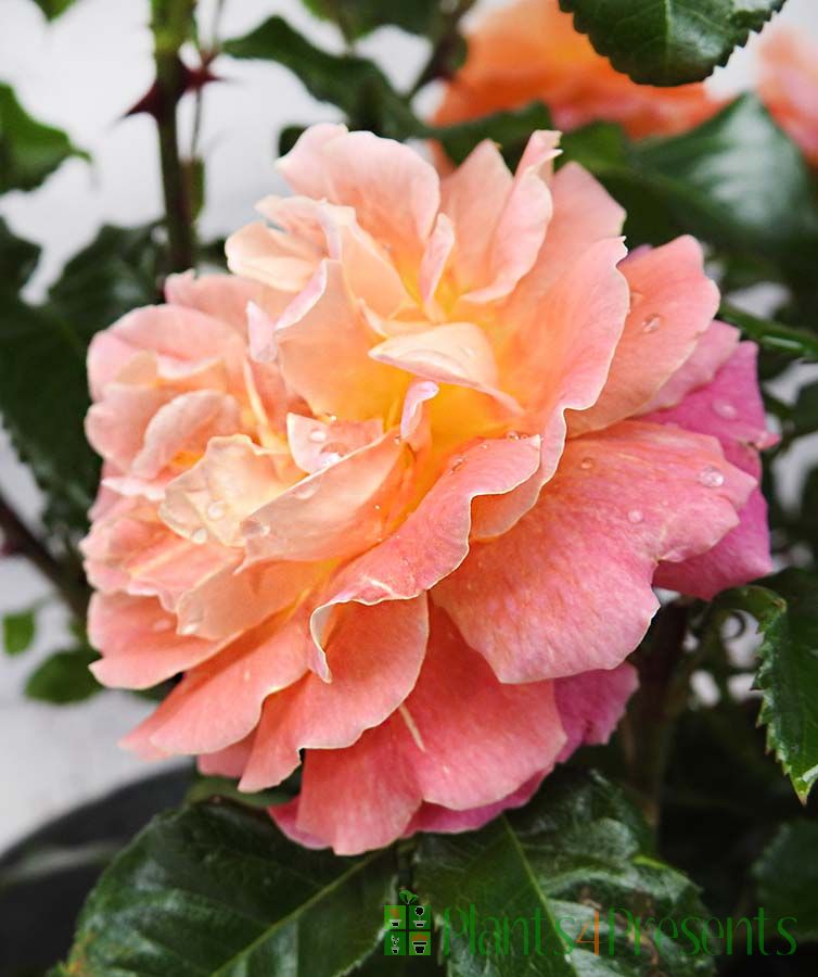 Patio Rose plants delivered as special occasion gifts