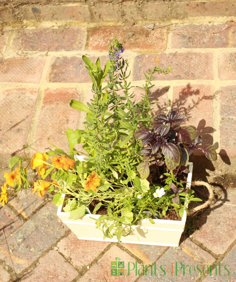 Edible Flower Planter