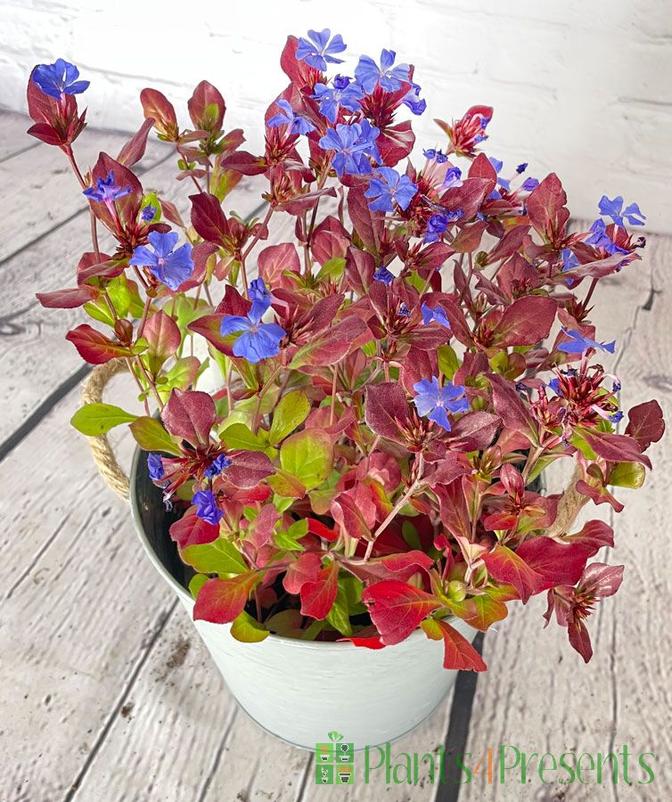 Hardy Plumbago
