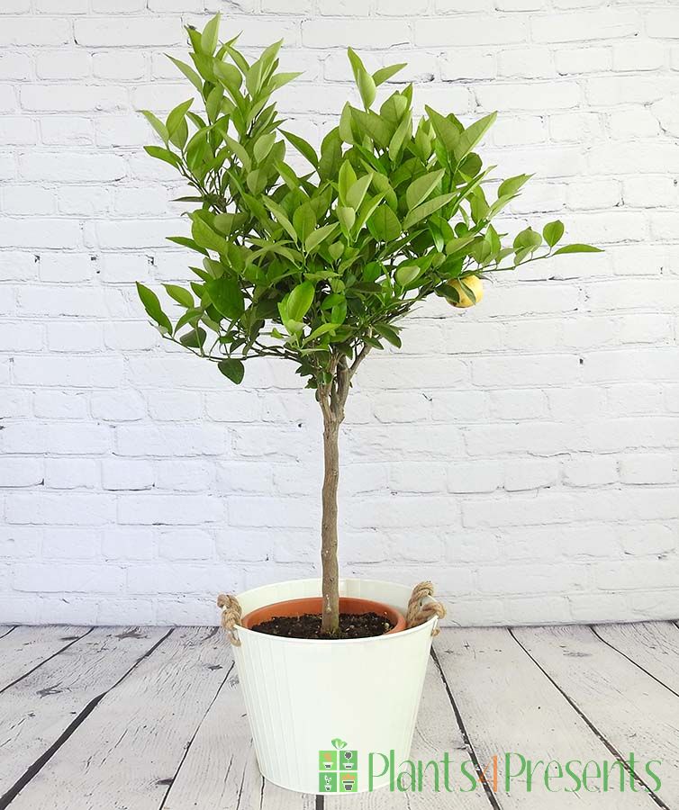 Lemon Pursha trees gift wrapped with fast delivery