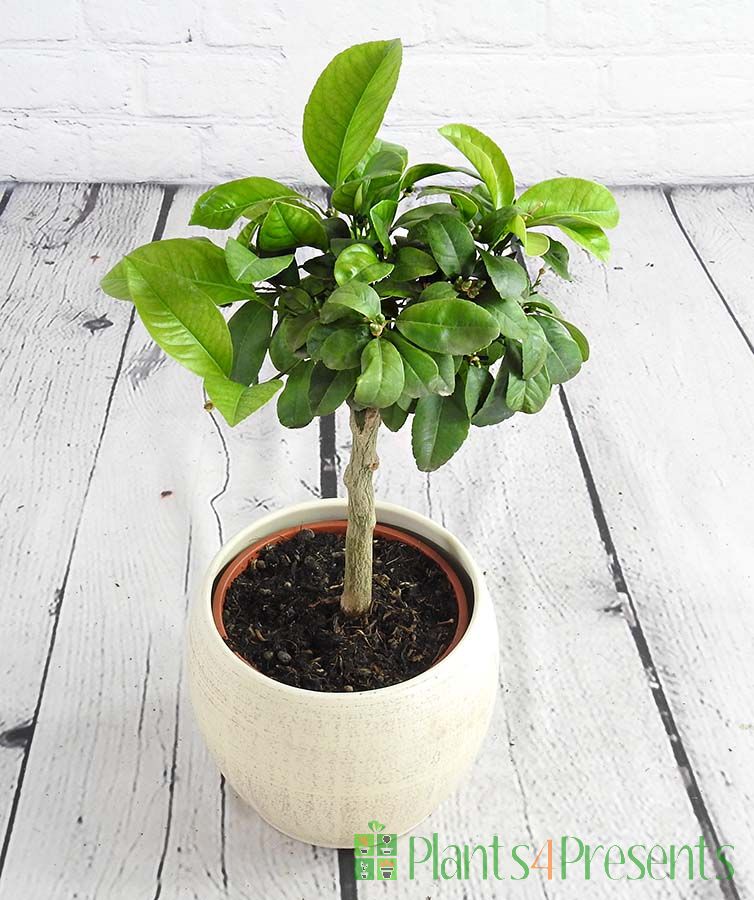 Red Lime Rangpur Plants | Send unusual citrus plant gifts