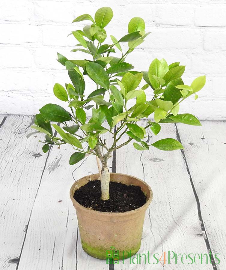 Wonky citrus trees looking for a new home - perfect for plant lovers ...