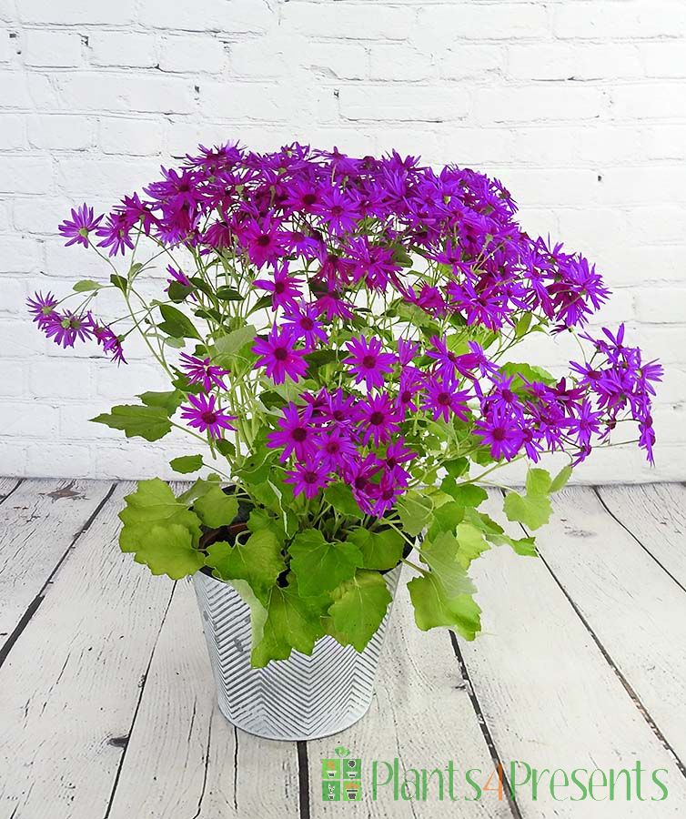 Senetti