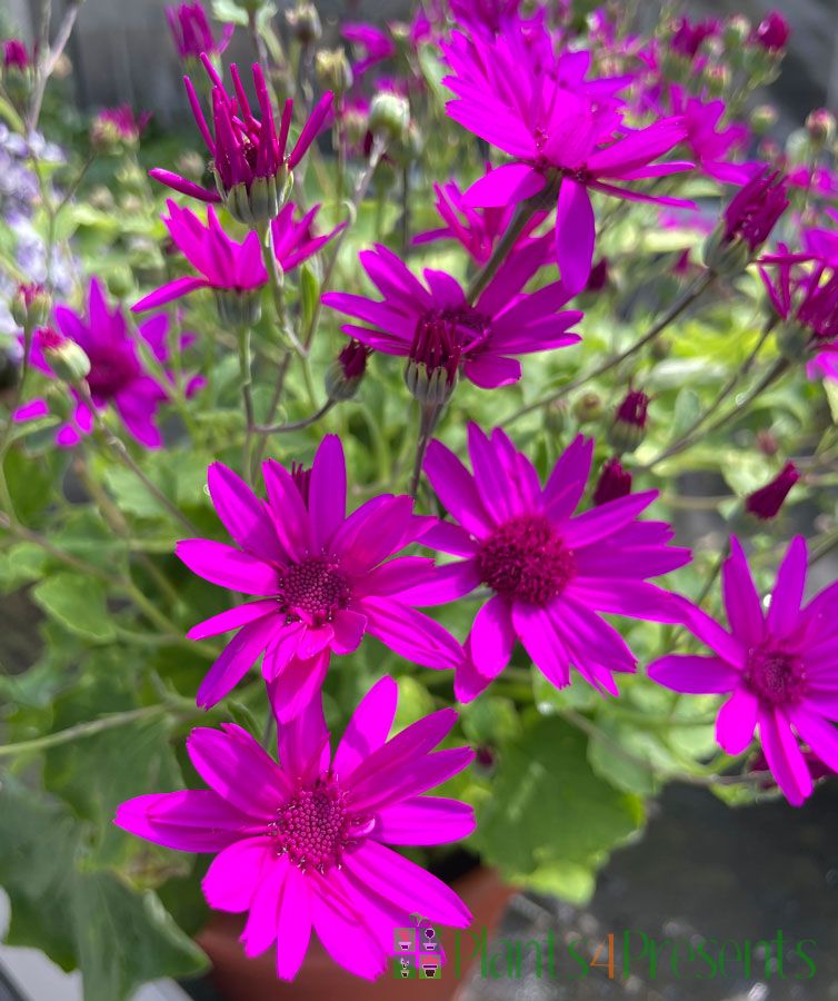 Senetti