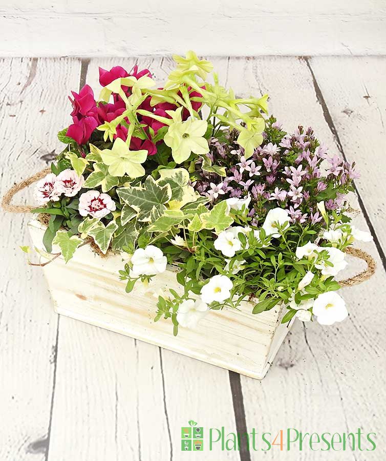 Planted flower arrangement gift for delivery in the UK