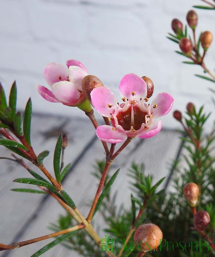 Australian Wax flowers - (chamelaucium) delivered as gifts