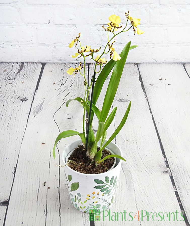 Yellow Dancing Lady Orchids make great gifts