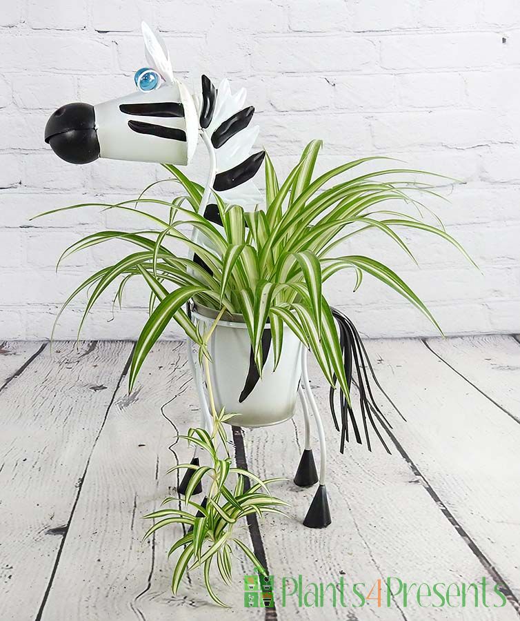 Fun zebra planters make great gifts for kids