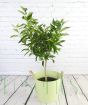 Clementine Trees | Send large citrus trees as unusual plant gifts