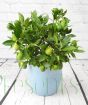 Mini Lemon Lara | Send fruity miniature lemon trees as gifts