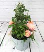 Patio Rose plants delivered as special occasion gifts