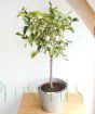 Send Variegated Lemon as a plant gift with next day delivery