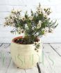 Australian Wax flowers - (chamelaucium) delivered as gifts