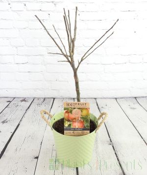 Plants gifts delivered gift wrapped and boxed - Plants4Presents