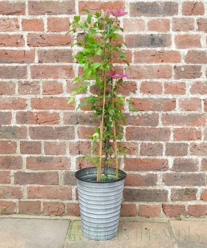 Plants gifts delivered gift wrapped and boxed - Plants4Presents