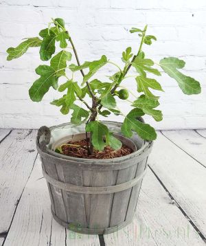 Plants Gifts Delivered - Beautiful plants and trees delivered as gifts