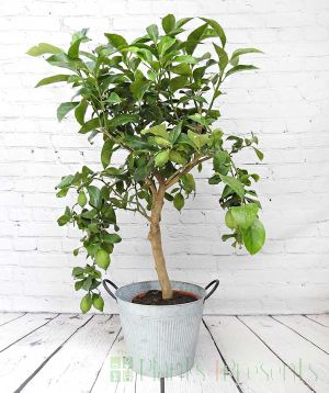Lemon Trees - Fruiting Lemon Tree | Plants4Presents