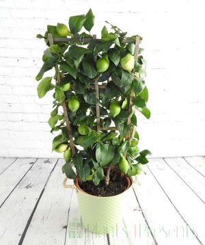 Lemon Trees for Sale | Plants4Presents