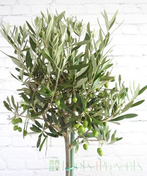 Pair of Large Bays Trees delivered by courier as plant gifts