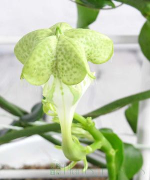 Unique houseplants delivered as gifts - Plants4Presents