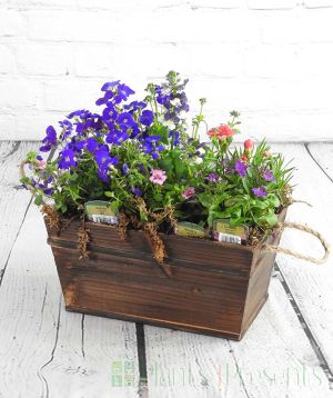 Plants Gift Ideas - delivered gift wrapped and boxed - Plants4Presents