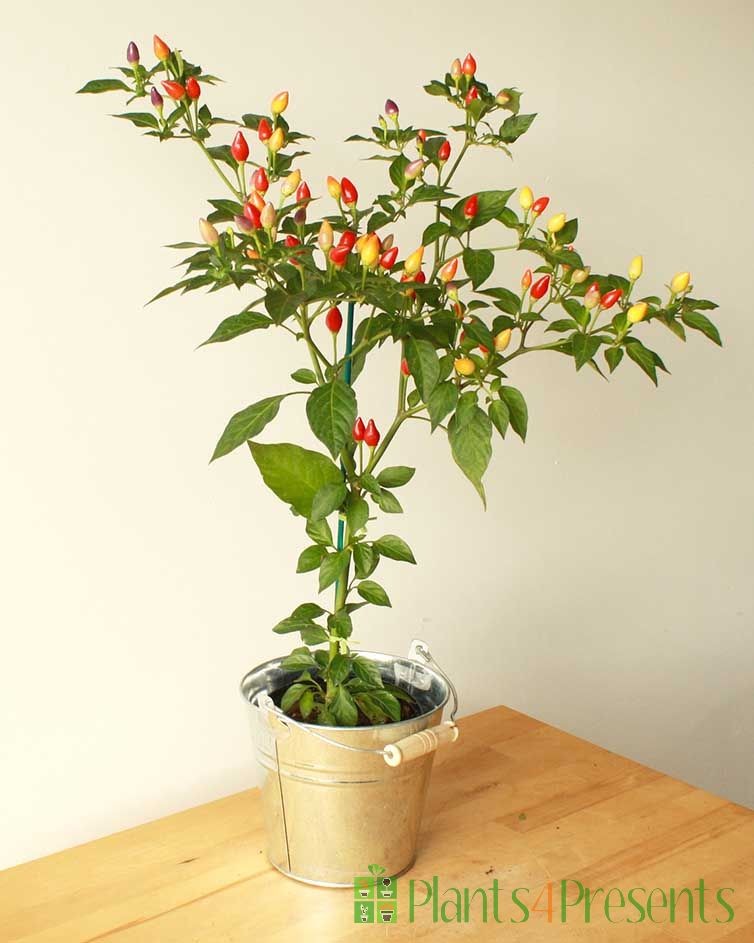 Purple Twilight Chilli Plant | Grow your own hot chillies