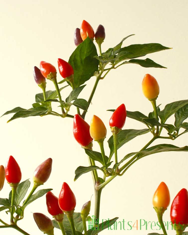 Purple Twilight Chilli Plant | Grow your own hot chillies