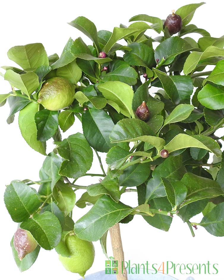 Lemon Trees - Fruiting Lemon Tree | Plants4Presents