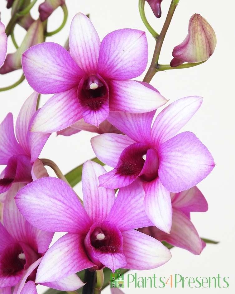 Dendrobium Orchids | Stunning plant gifts for showy displays