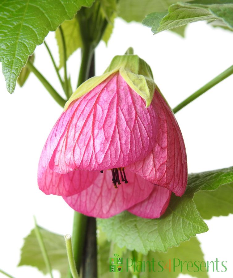 Chinese Bellflower | Send colourful blooms for the home or summer patio