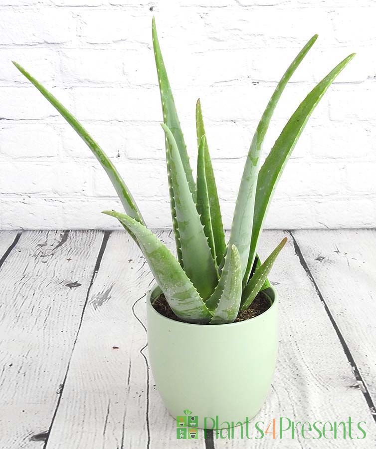Large Aloe Vera plants available for UK delivery