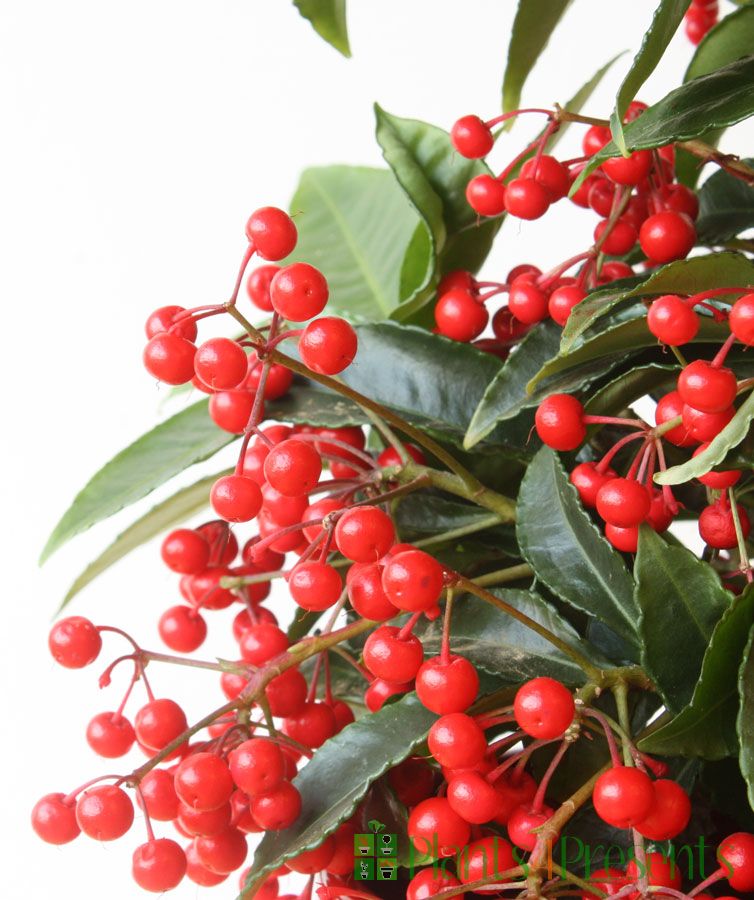 Coral Berry Plants | Fabulous Christmas houseplant gifts