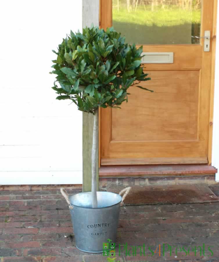 Pair of Large Bays Trees delivered by courier as plant gifts