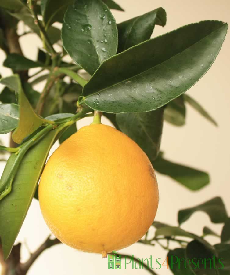 Bergamot Tree | Grow your own fragrant citrus