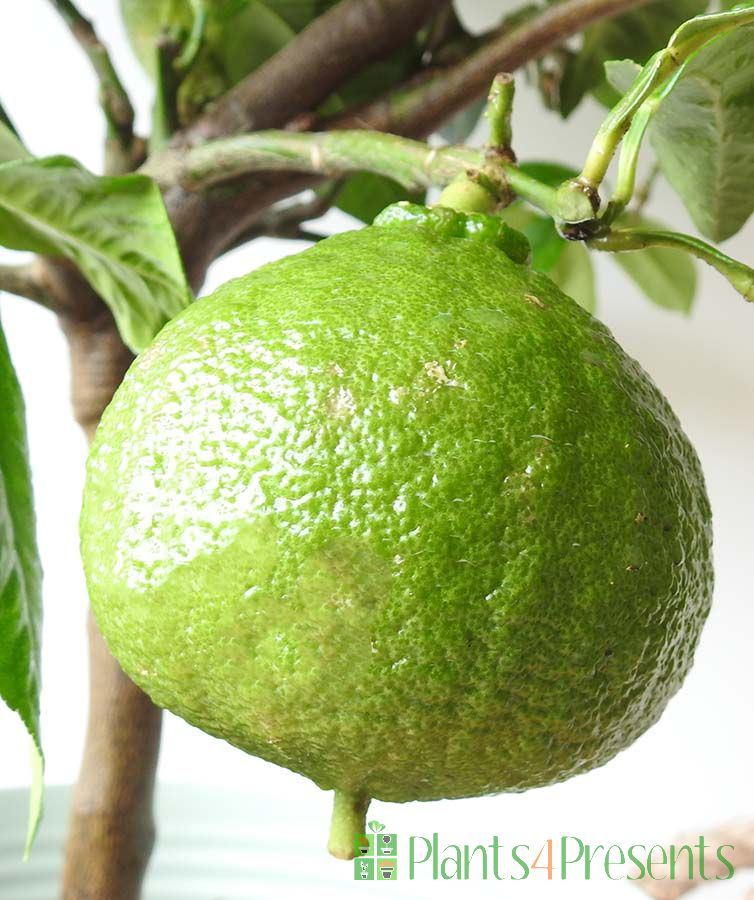 Bergamot Tree | Grow your own fragrant citrus