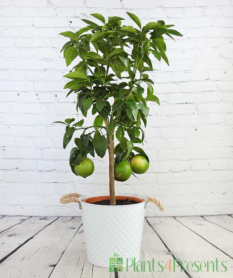 Bergamot Tree | Grow your own fragrant citrus